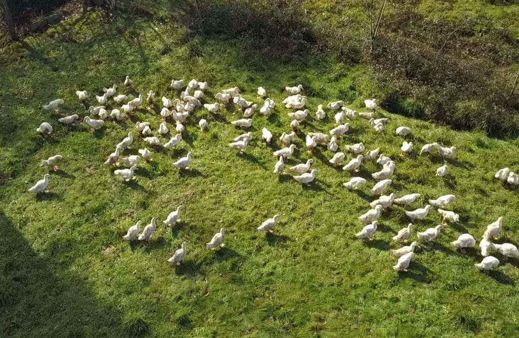 Determinants of biosecurity in French duck farms - Biosécurité aviaire